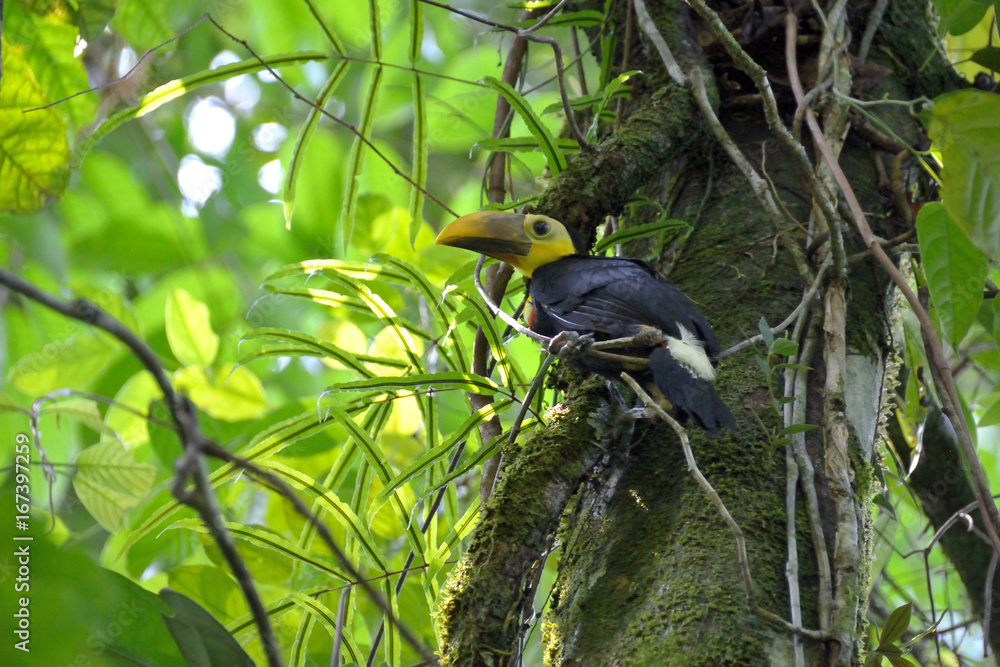 Baby Toucan Bird