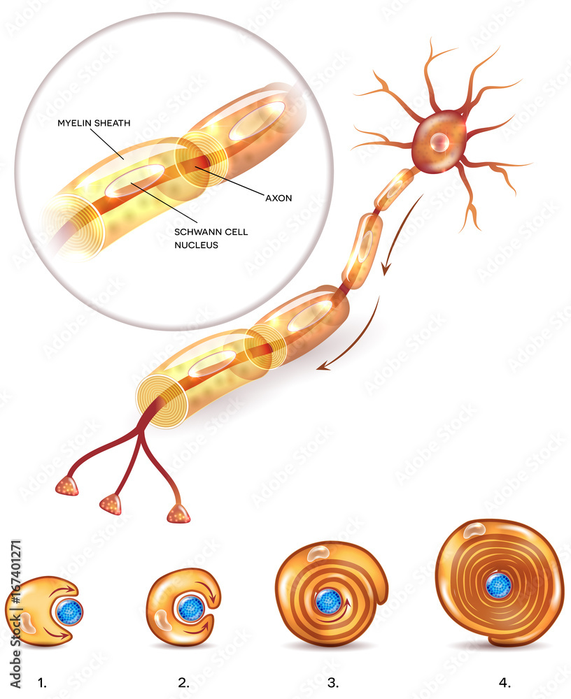Neuron anatomy 3d illustration close up and myelin sheath formation ...
