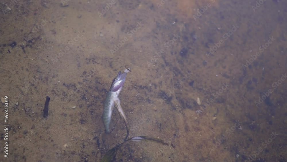 fish belly up. close up. dead pike fish on the surface of the water ...