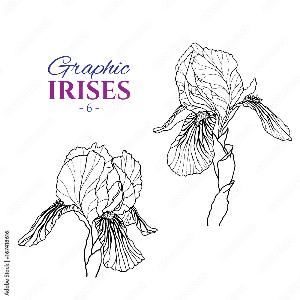 Graphic illustration of irises from different angles, set part 6. Hand ...
