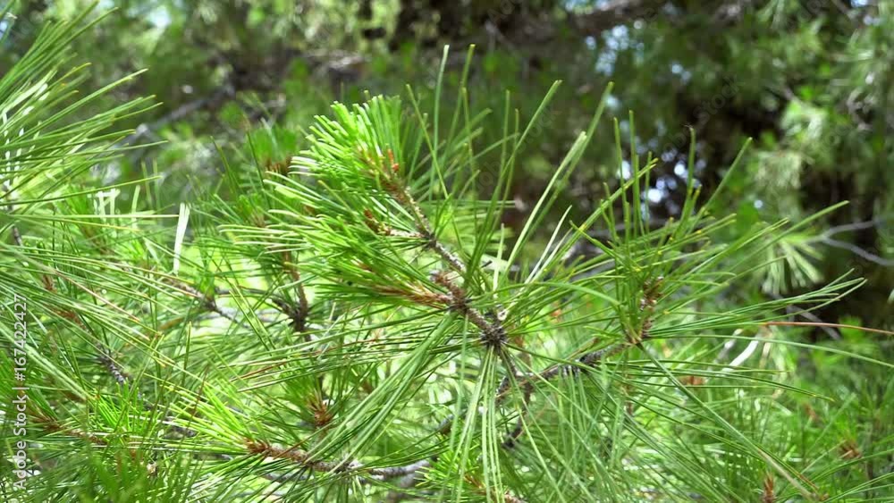 Closer look of the pine tree in the mountian the small spikey pines ...