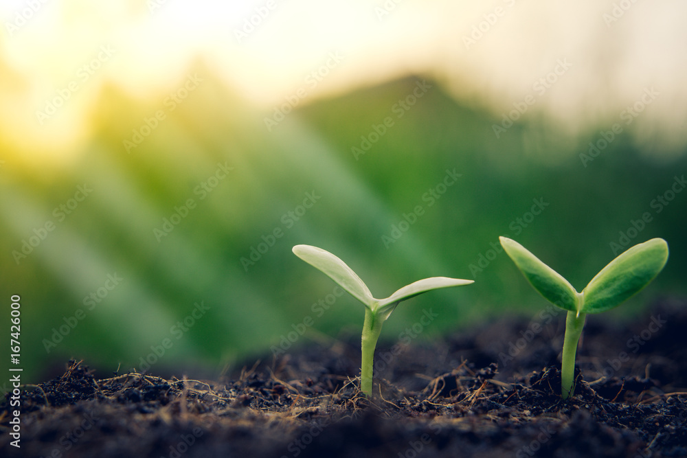 Young plants begin small growing in soil ecology earth new world from ...
