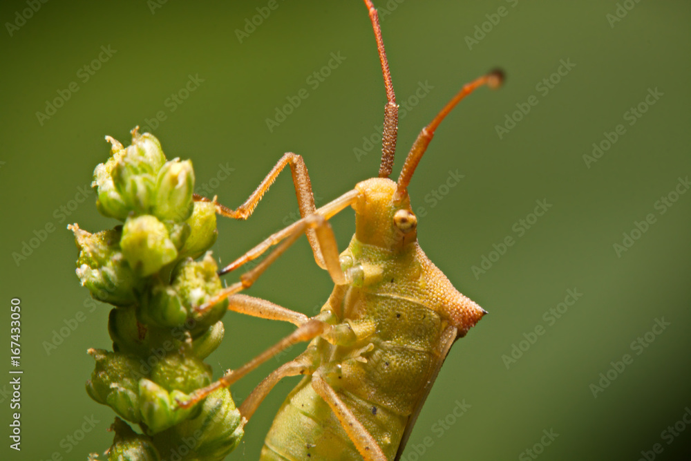 Nature image showing details of insect life: closeup / macro of a ...
