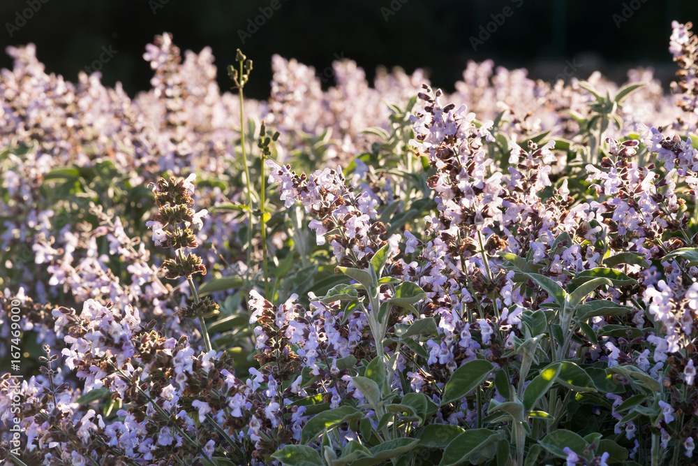 Lavender and sage cultivation Stock Photo | Adobe Stock
