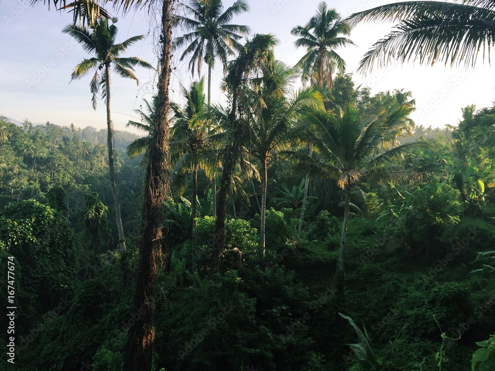 Lush Jungle Stock Photo | Adobe Stock