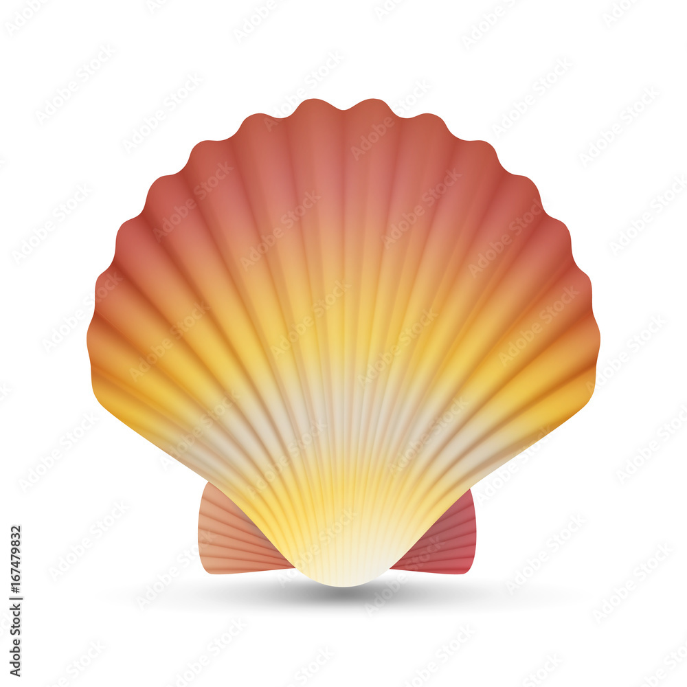 Scallop Seashell Vector. Realistic Scallops Shell Isolated On White ...