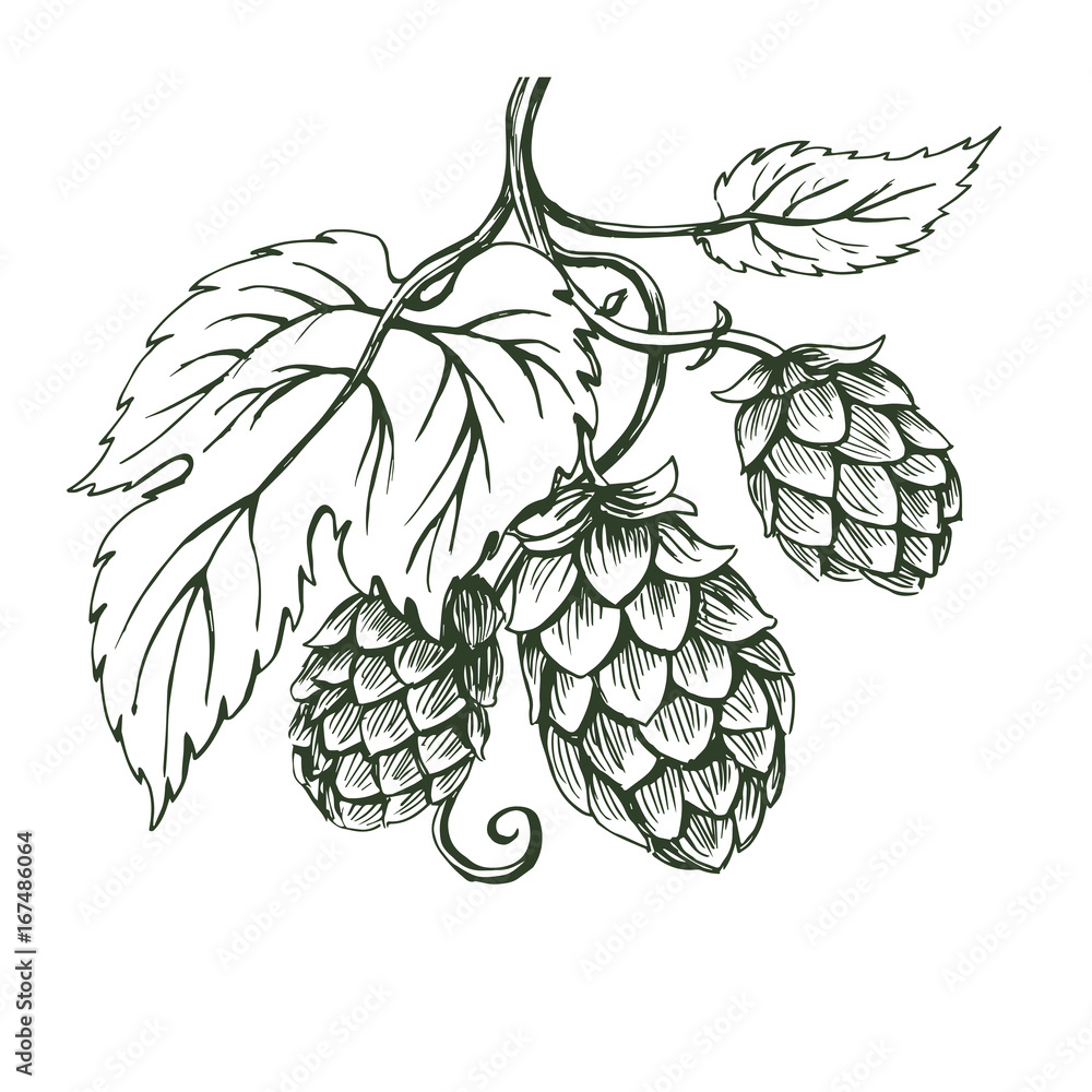 Outline vector sketch of hops branch Stock Vector | Adobe Stock
