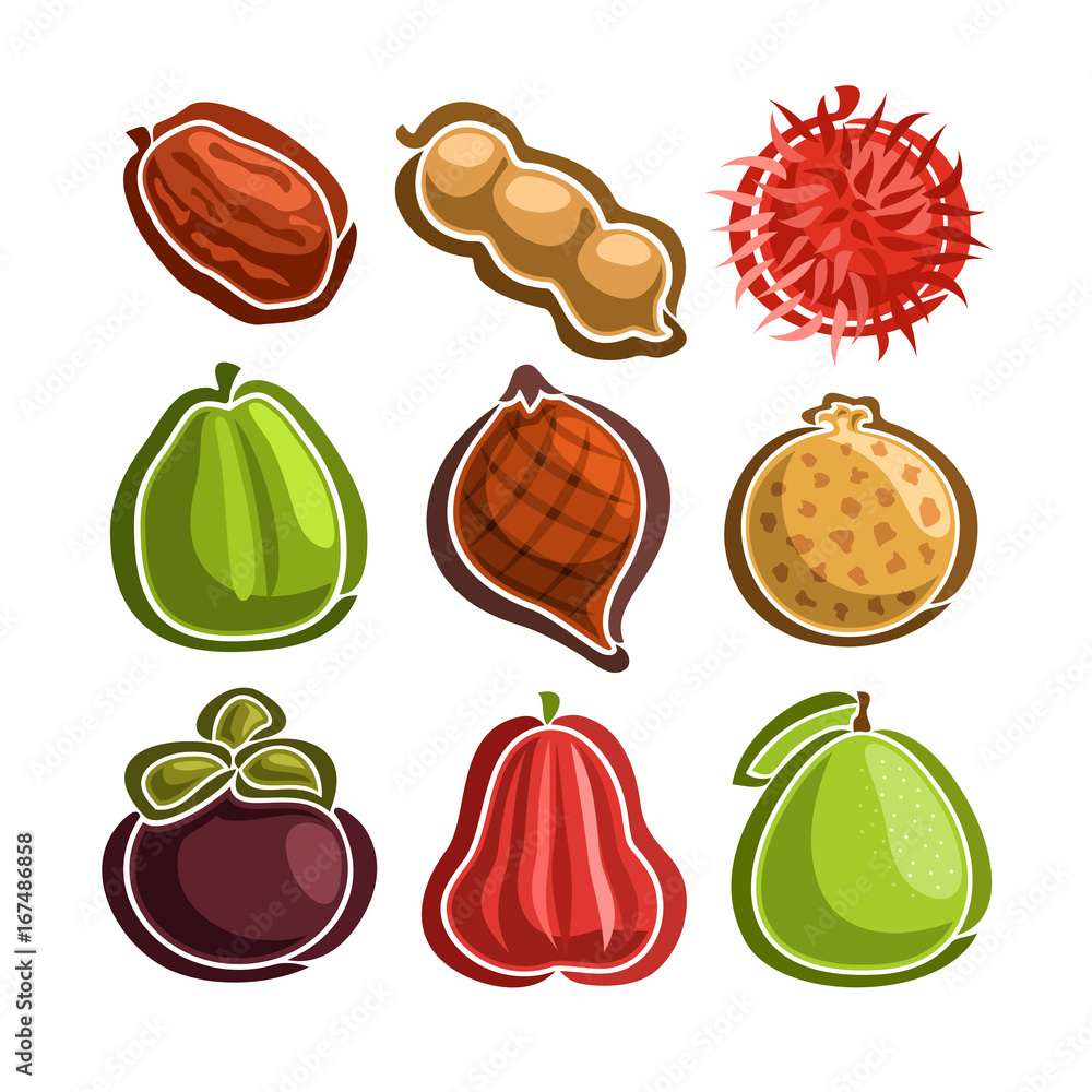 Vector Set icons of colorful exotic Fruits: 9 primitive logos of thai ...
