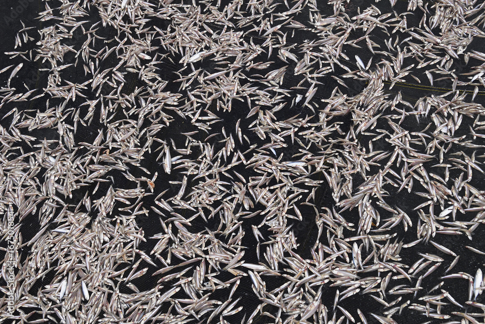 Dead fish against black background Stock Photo | Adobe Stock