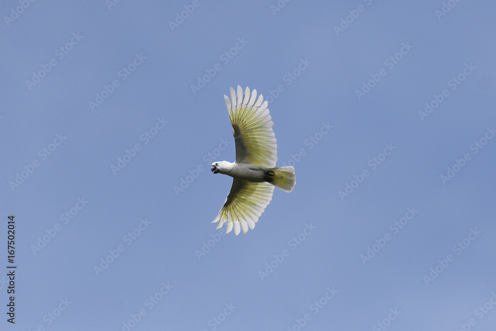 Foto de Sulphur-crested cockatoo (Cacatua galerita), Lowland rainforest ...