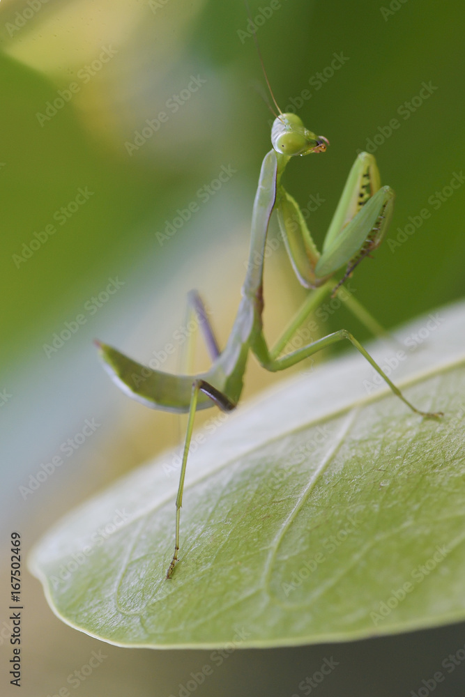 Young Praying mantis, Mantis sp. Raja Ampat, Western Papua, Indonesian ...