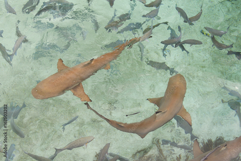 Foto de Swimming with Blacktip reef shark (Carcharhinus melanopterus ...