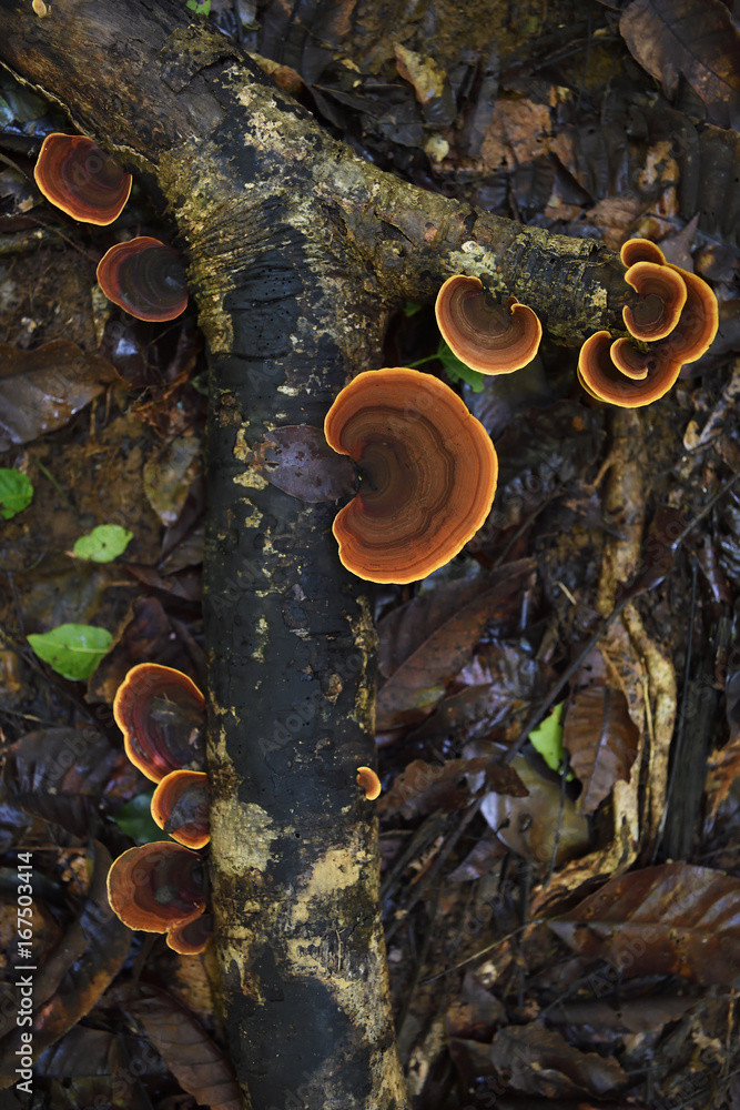 Foto de Tree-growing fungi, In the lowland rainforest, Kumawa Peninsula ...