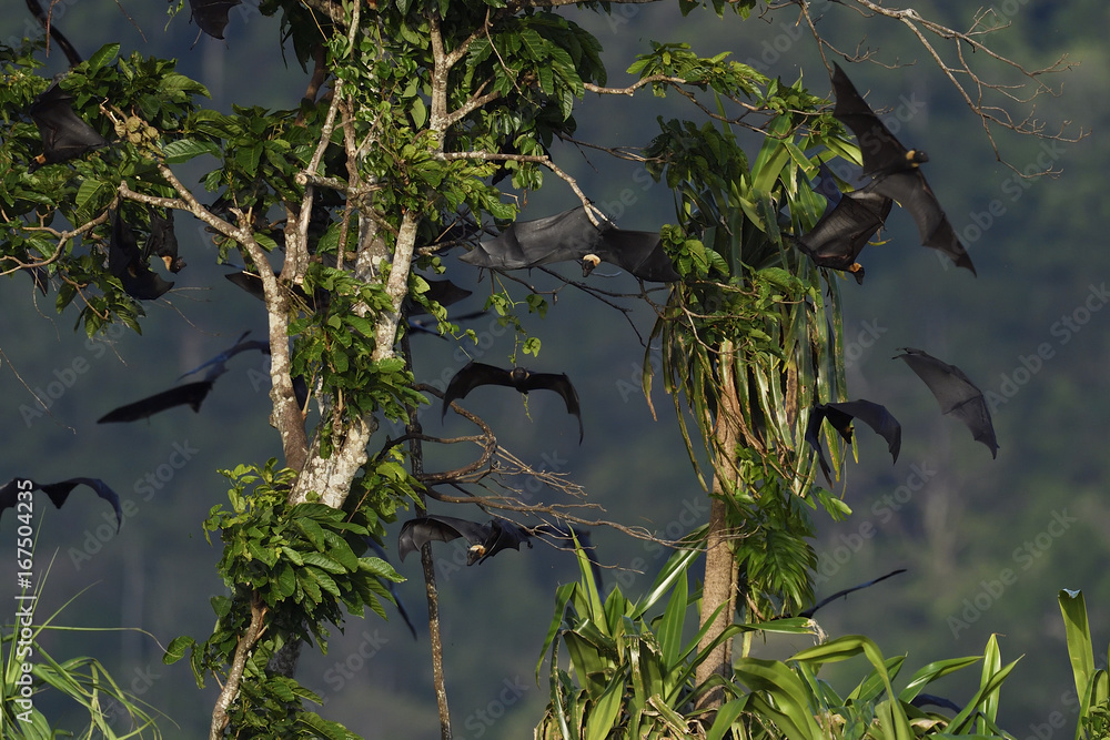 Flying fox colony, Pteropus sp. In the lowland rainforest, Kumawa ...