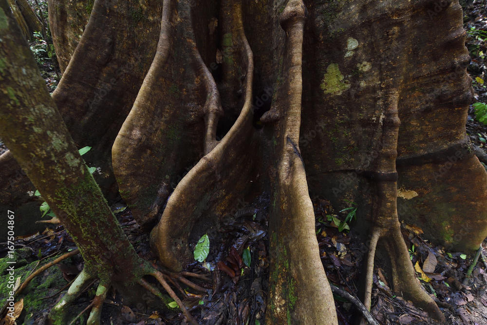 Impressive tree root systems, in the lowland rainforest, Kumawa ...