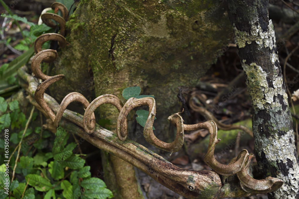 Spiral vine/liana, Lowland rainforest, near Kap Araide, Kumawa ...