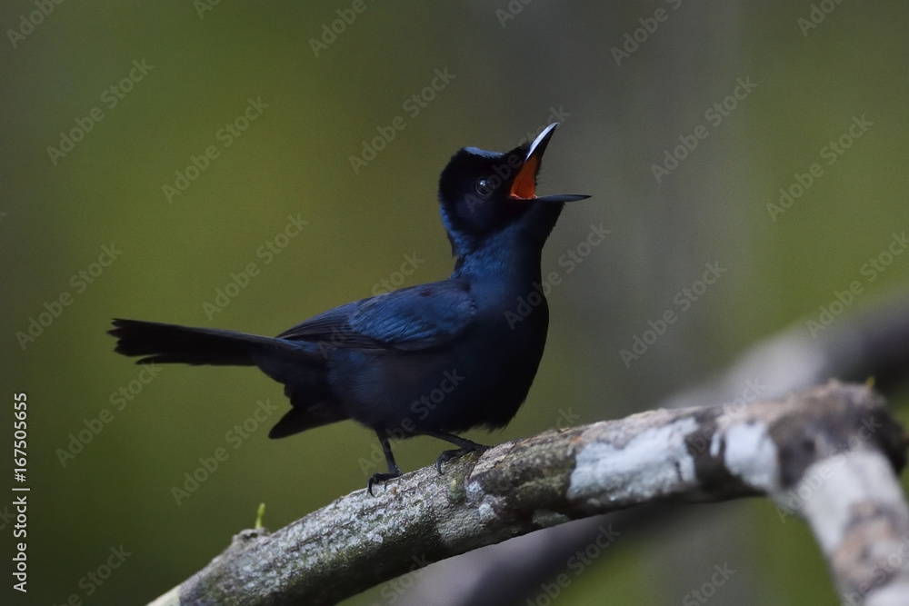 Shining flycatcher (Myiagra alecto), Aiduma Island, Mainland New Guinea ...
