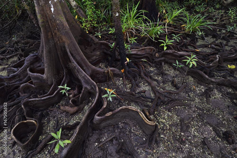 Lowland rainforest mangroves, Karawawi River, Kumawa Peninsula ...