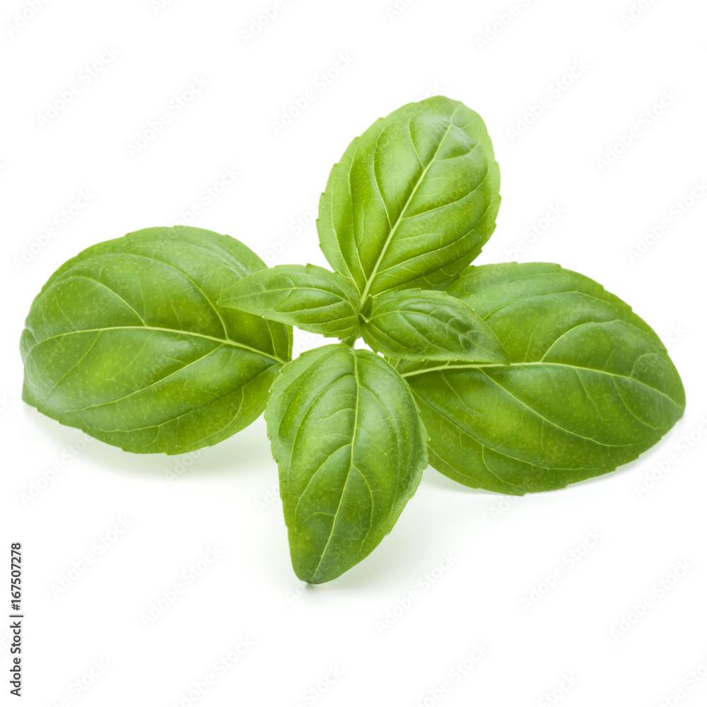 Close up studio shot of fresh green basil herb leaves isolated on white ...