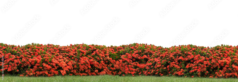 Red Ixora coccinea hedge in a park with clipping path Stock Photo ...