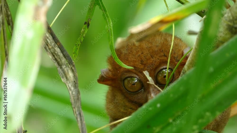 Philippine tarsier one of the smallest primates looking towards the ...