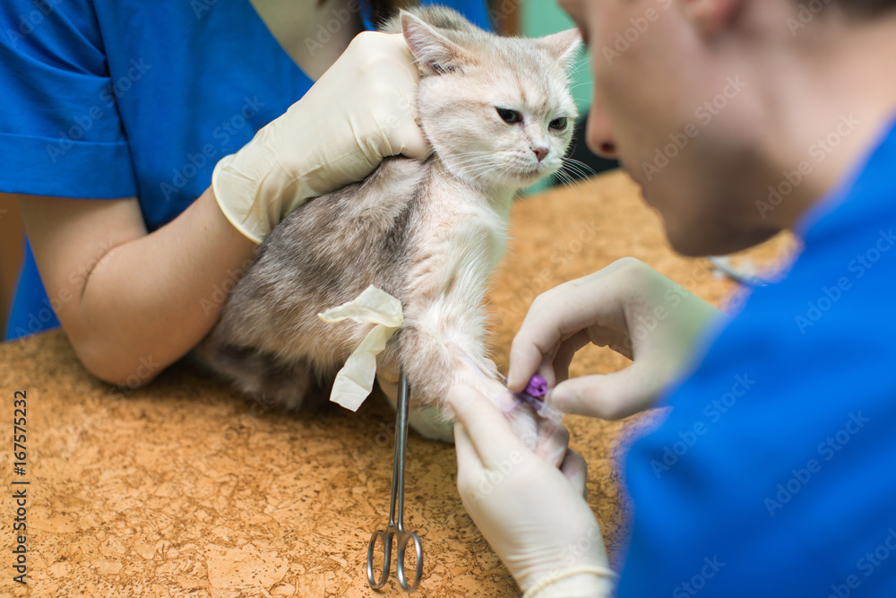 Veterinary placing a catheter via a cat in the clinic Stock Photo ...