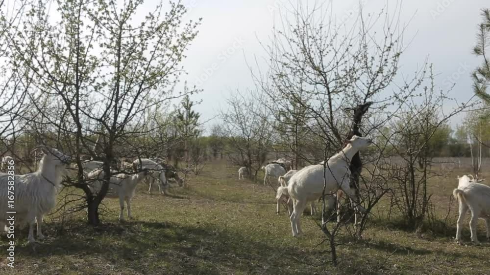 Panoramic shot of herd of goats grazing in a field. Domestic goat on ...