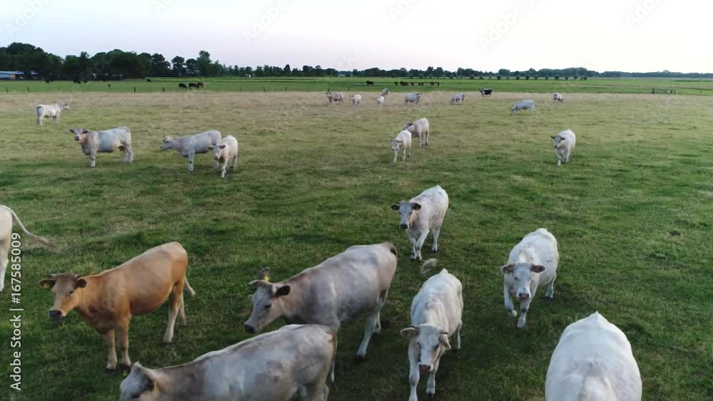 Aerial above meadow showing white charolais cattle walking towards the ...
