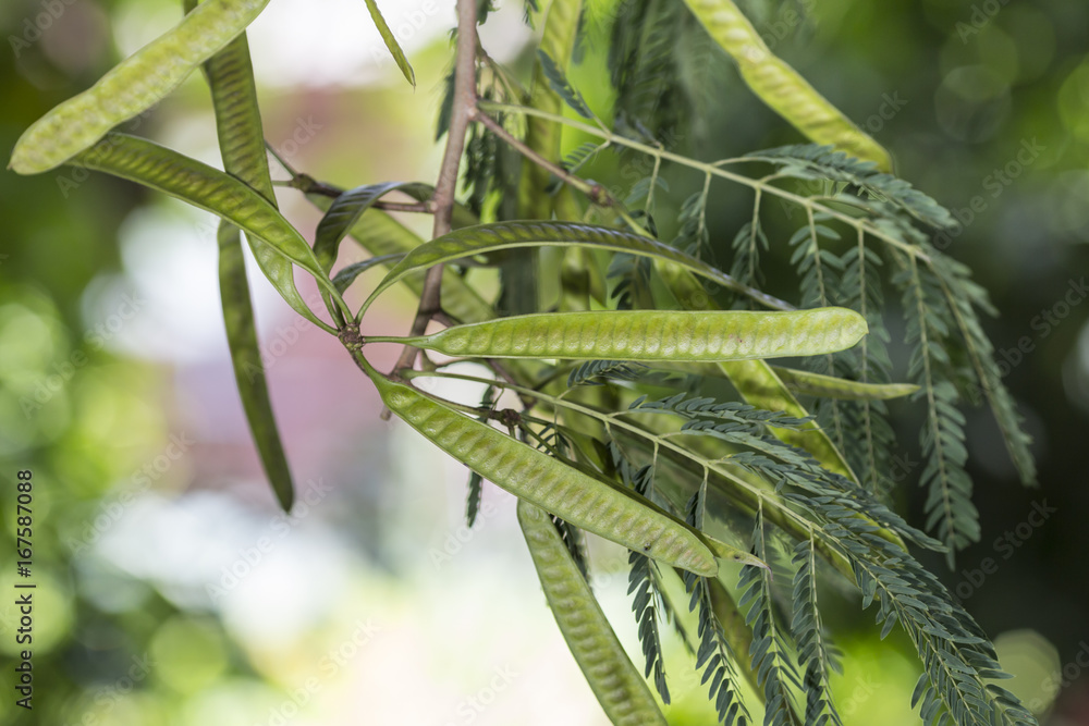 Leucaena leucocephala Stock Photo | Adobe Stock