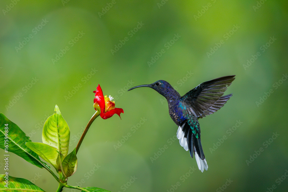colibrì hummingbirds Costa Rica Stock Photo | Adobe Stock