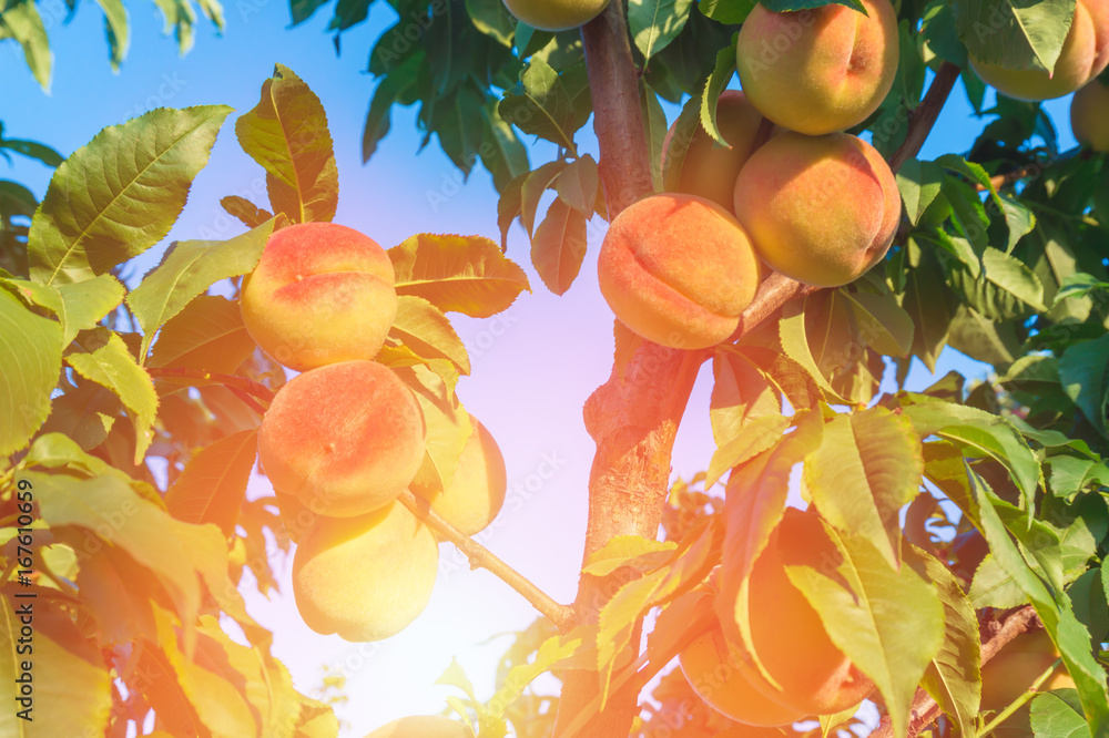 Peaches growing on a tree Stock Photo | Adobe Stock