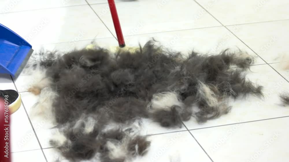 Push broom sweeping dog hair. Pile of pet fur. Stock Video | Adobe Stock