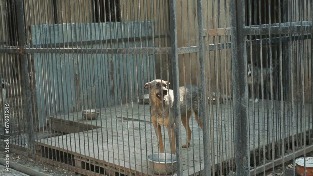 Homeless dog behind bars in an animal shelter Stock Video | Adobe Stock