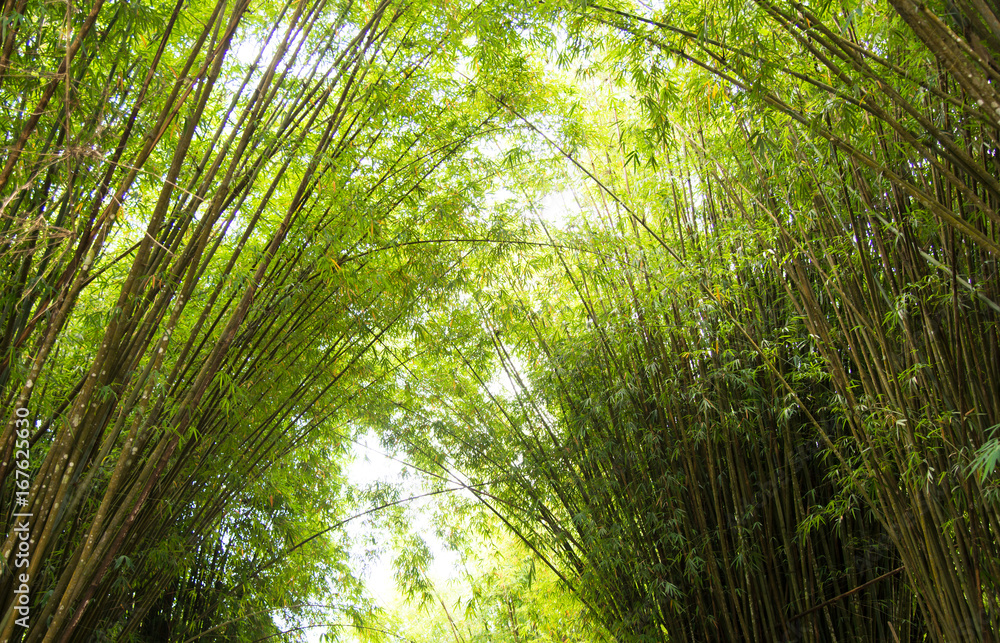 Green bamboo forest nature background. Stock Photo | Adobe Stock