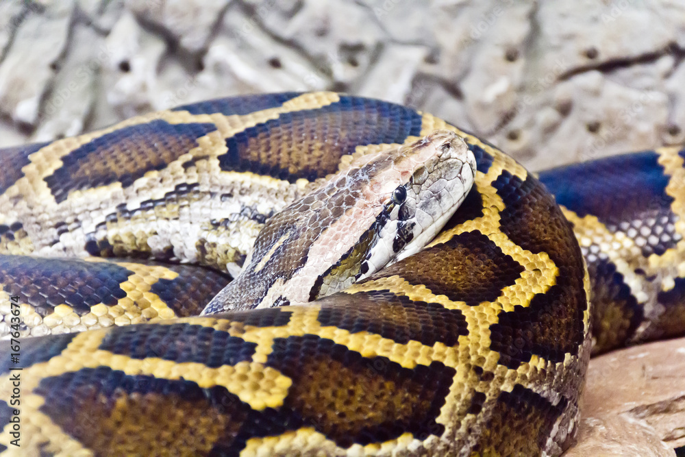 Python head in the midst of stones Stock Photo | Adobe Stock