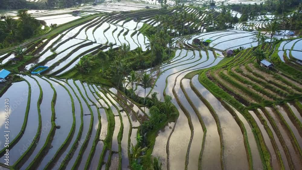 Aerial video in an amazing landscape rice field on Jatiluwih Rice ...