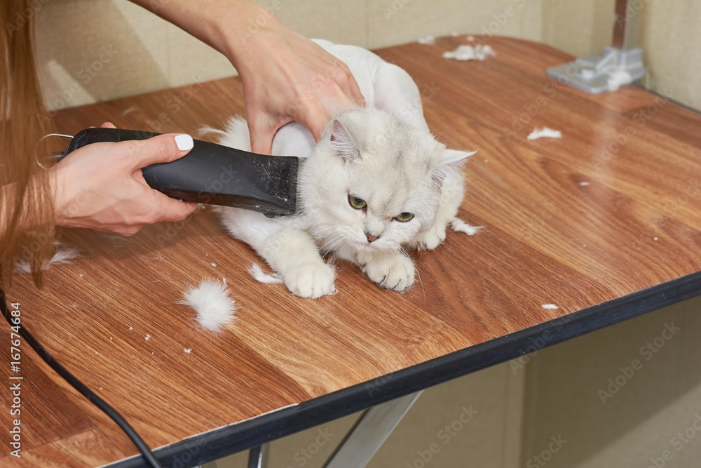 British shorthair white grooming. Cat getting haircut, hair clipper ...