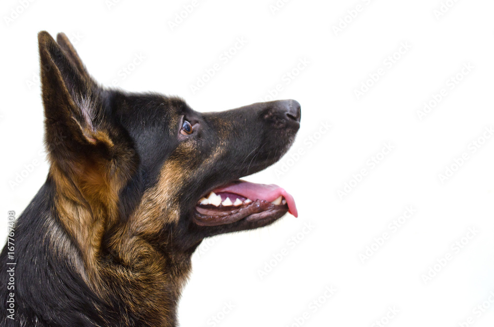 Cute German shepherd looking up (isolated on white), with copy space on ...