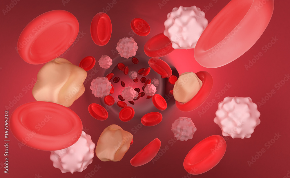 Red blood cells erythrocytes in interior of arterial or capillary blood ...