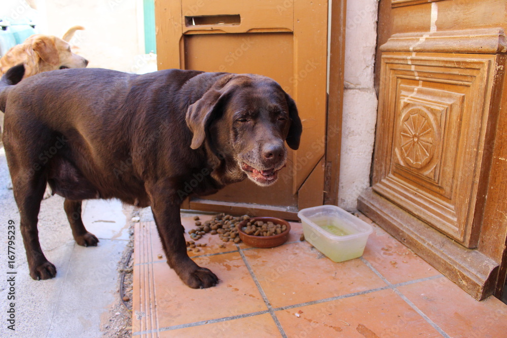 vieux chien labrador qui mange Stock Photo | Adobe Stock