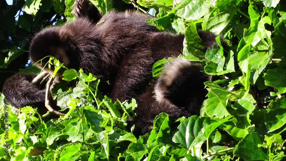 Família de macaco-prego descansando na árvore. Stock Video | Adobe Stock