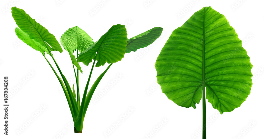 Big flat leaf isolated on white background, glossy green line natural ...