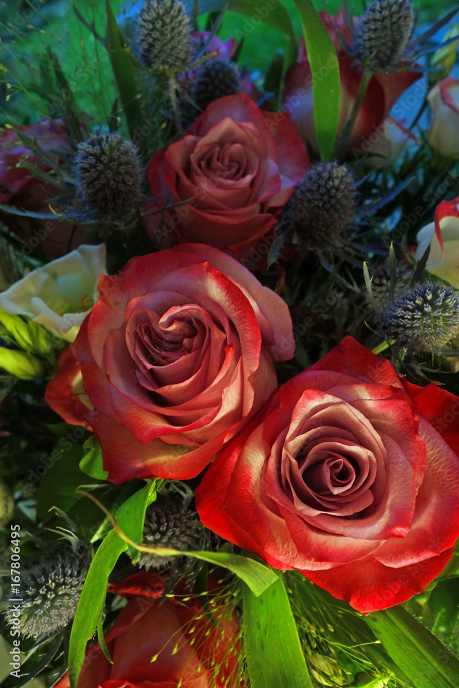 rosenstrauss Stock-Foto | Adobe Stock