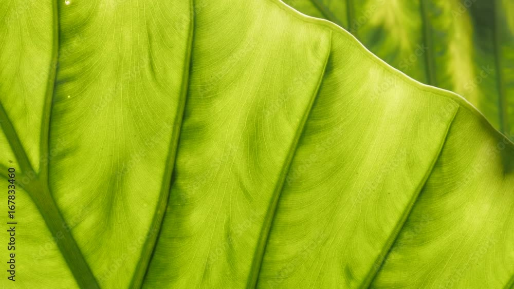 Green giant upright elephant ear plant leaf footage - Alocasia odora ...