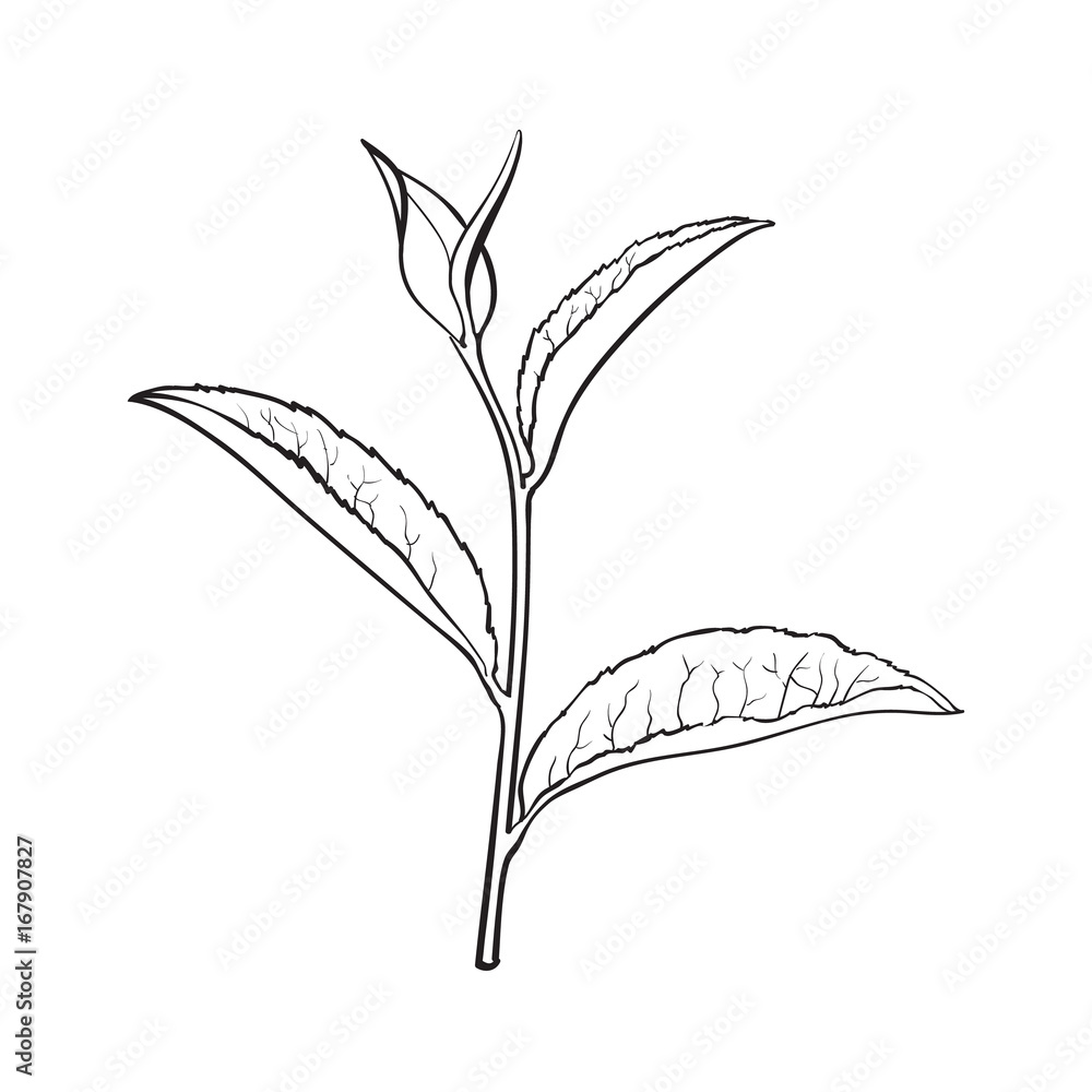 Hand drawn tea leaf, side view sketch style vector illustration ...