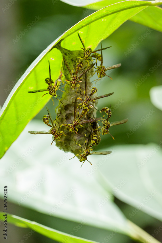 Image of an Apache Wasp (Polistes apachus) and wasp nest on nature ...