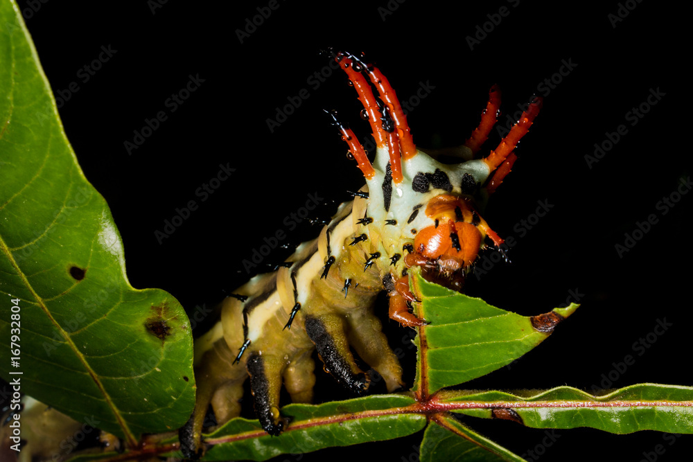 Hickory Horned Devil Caterpillar Stock Photo | Adobe Stock