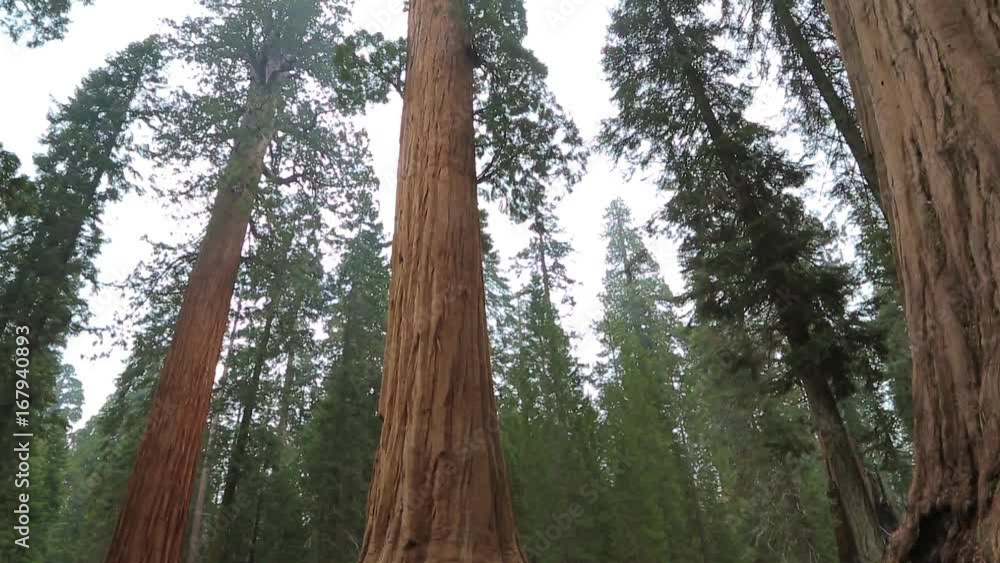 Wideo Stock: Sequoias. Giant Sequoia Tree in Sequoia National Park, California. Tilt up giant ...