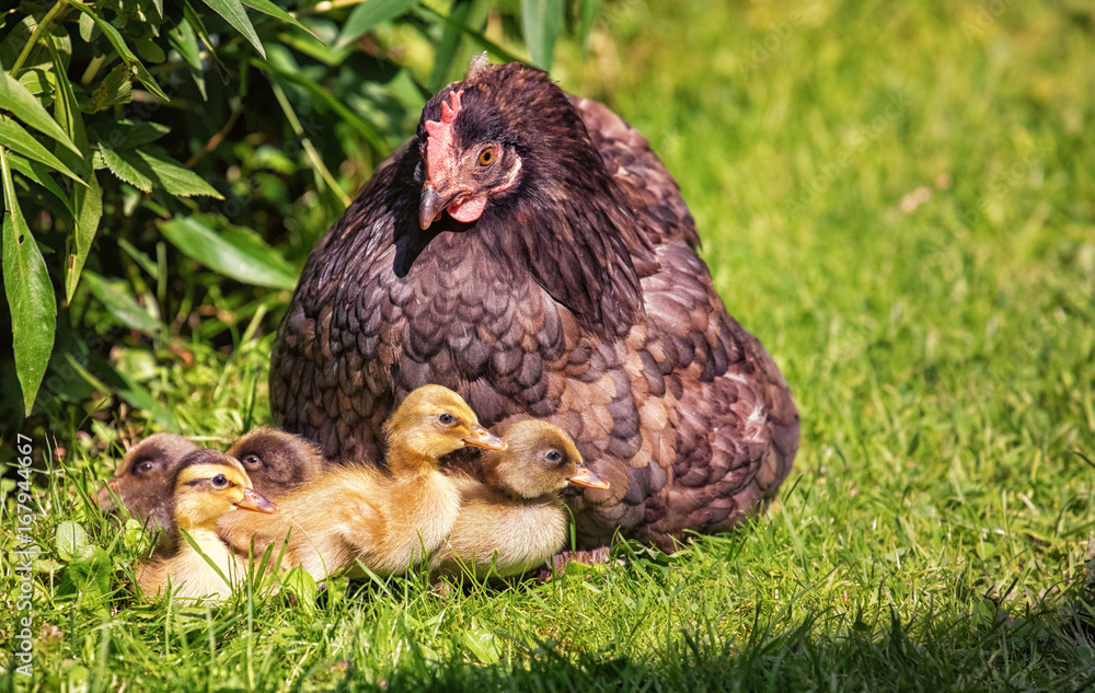 Hen Raises Indian Runner Duck Chicks Stock Photo | Adobe Stock