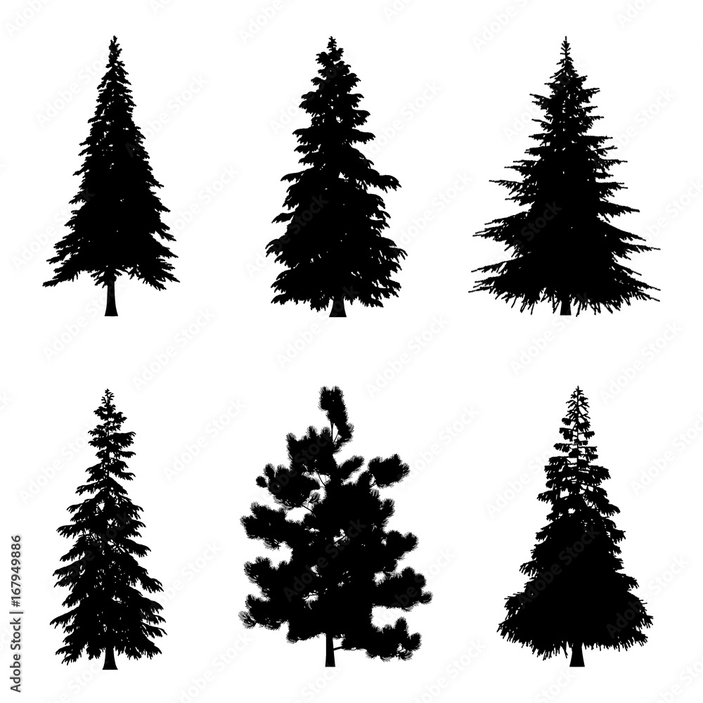 Coniferous trees silhouettes for architectural compositions with ...